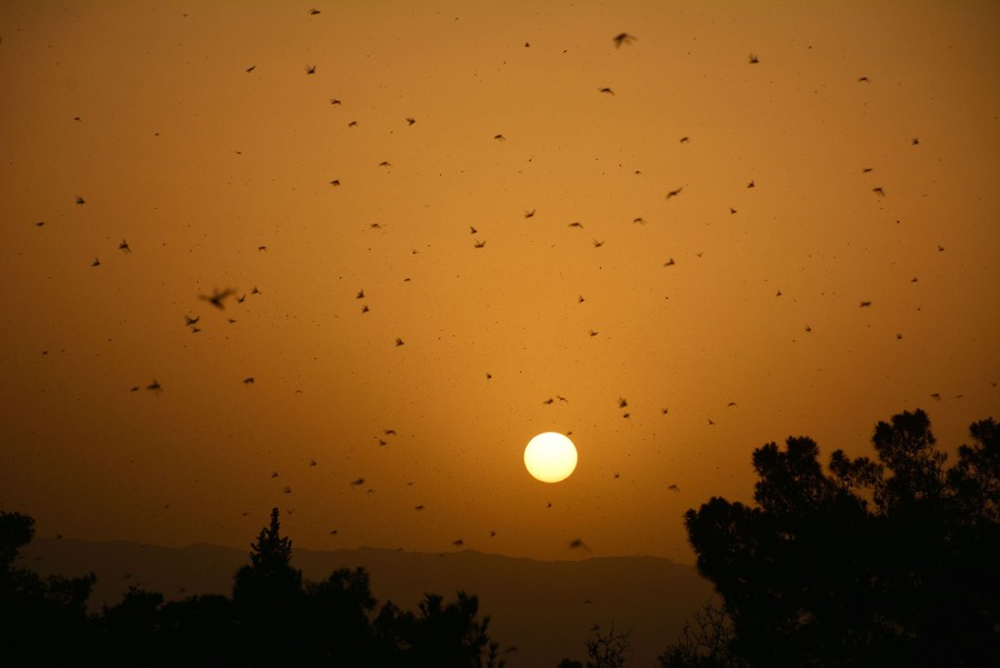 Photos: The Locust Swarms of 2020 - The Atlantic