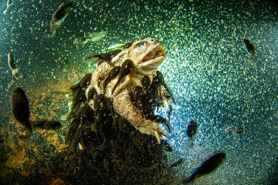 Winners of the 2024 Close-Up Photographer of the Year - The Atlantic