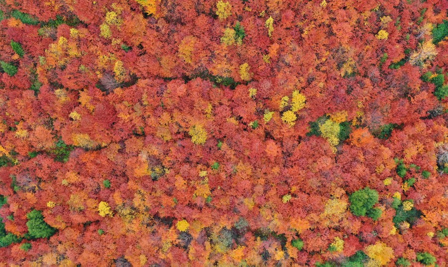 Photos: Autumn Colors and Autumn Chill - The Atlantic