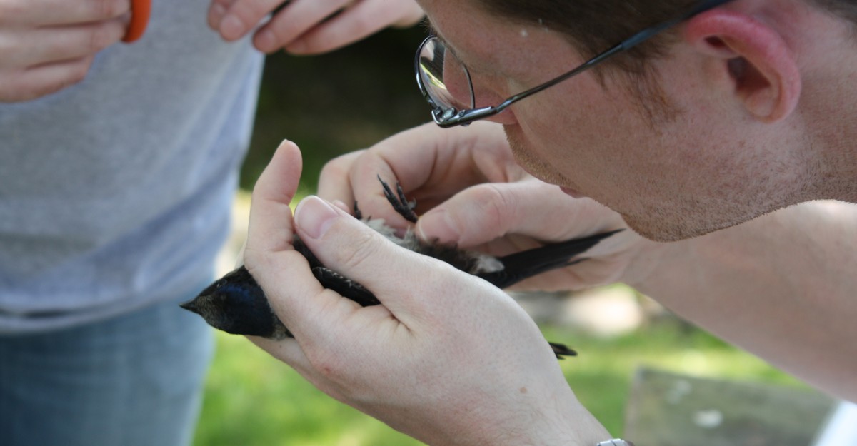 How Geolocation Technology Revolutionized Bird-Migration Science - The ...