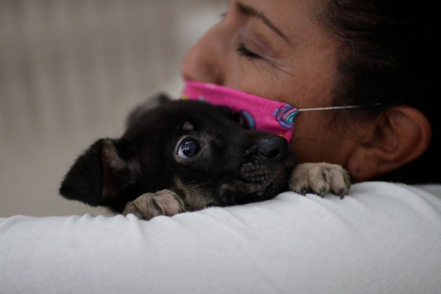 Photos: Animals During the Pandemic - The Atlantic