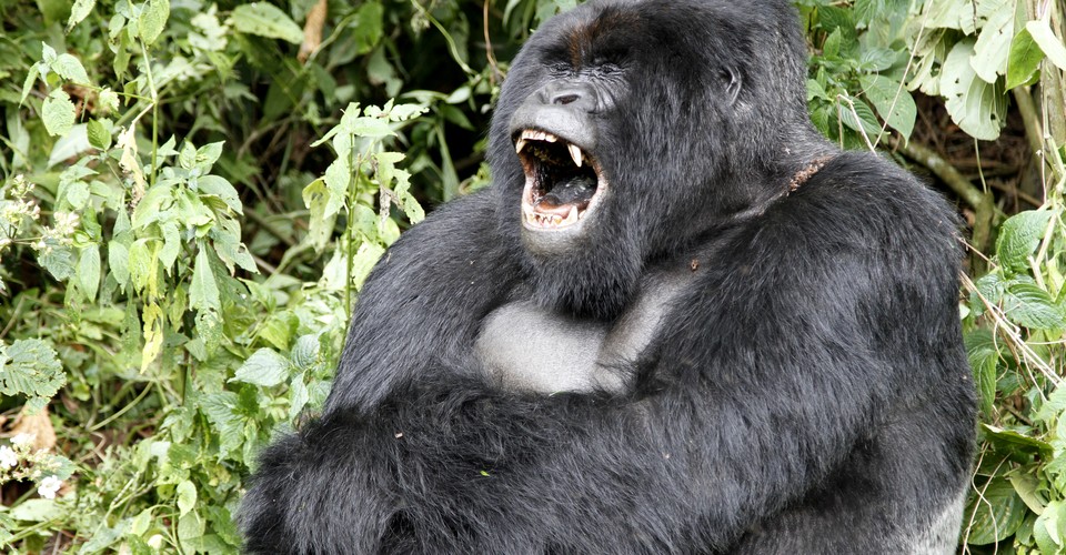 Gorilla Warfare: Why Are Apes Committing Mob Violence? - The Atlantic