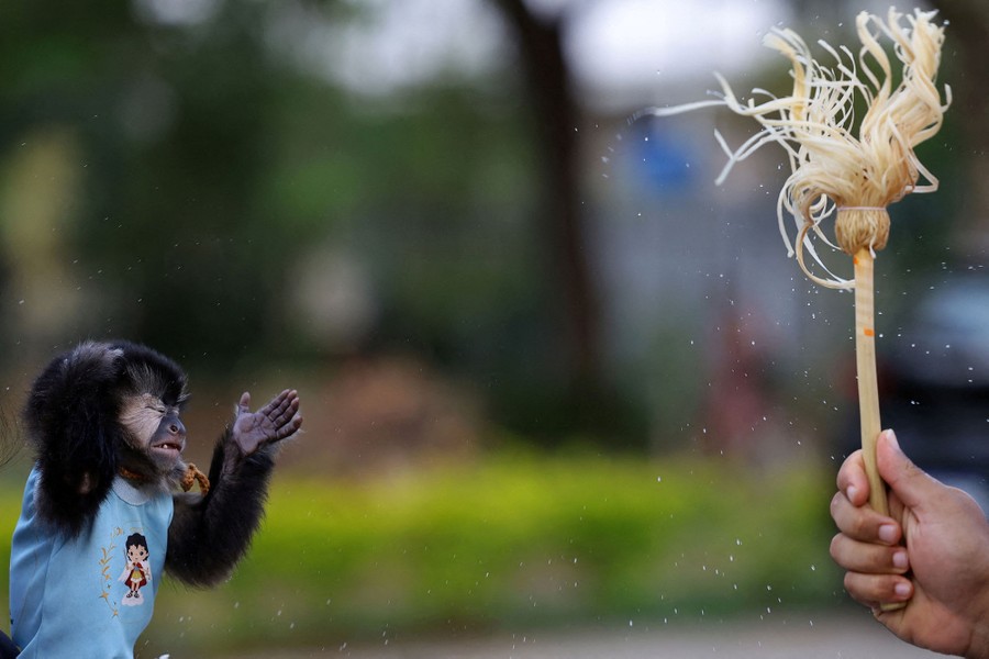 Photos of the Week: Monkey Blessing, Gondola Crossing, Ocean Odyssey ...