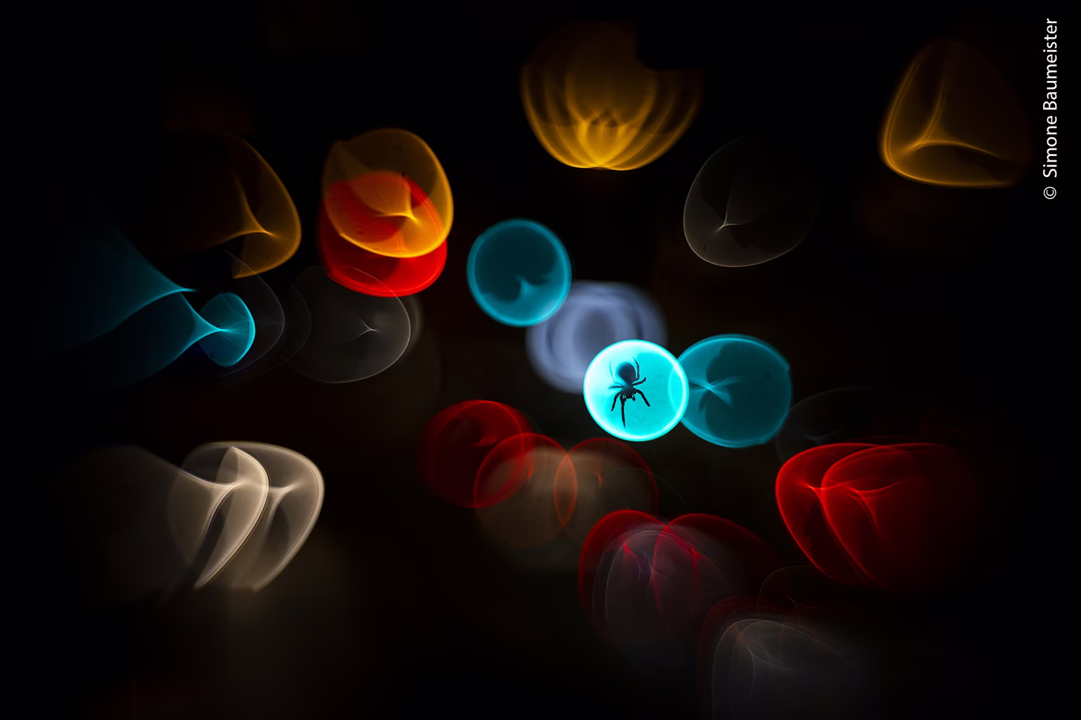 Winners of the Wildlife Photographer of the Year 2025 - The Atlantic