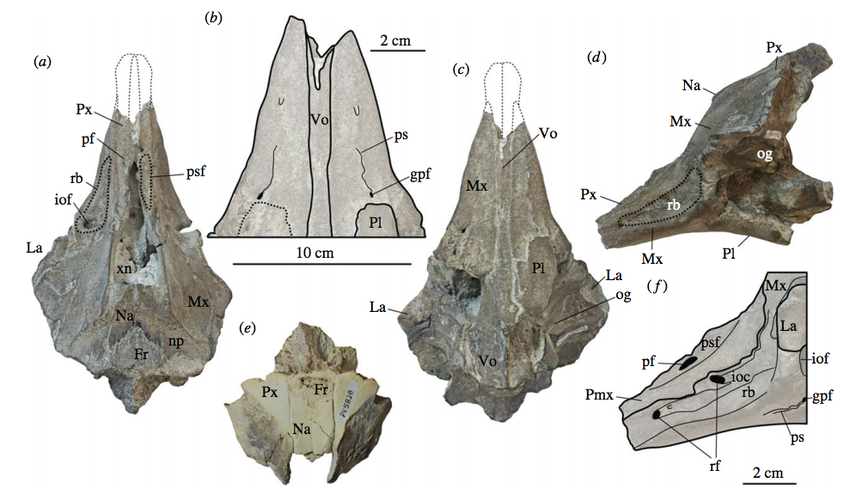 A Prehistoric Toothless Dolphin That Ate by Vacuuming Up Squid - The ...