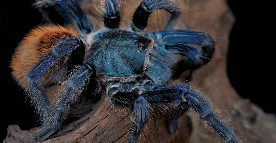 No One Knows Why So Many Tarantulas Are One Particular Shade of Vivid ...