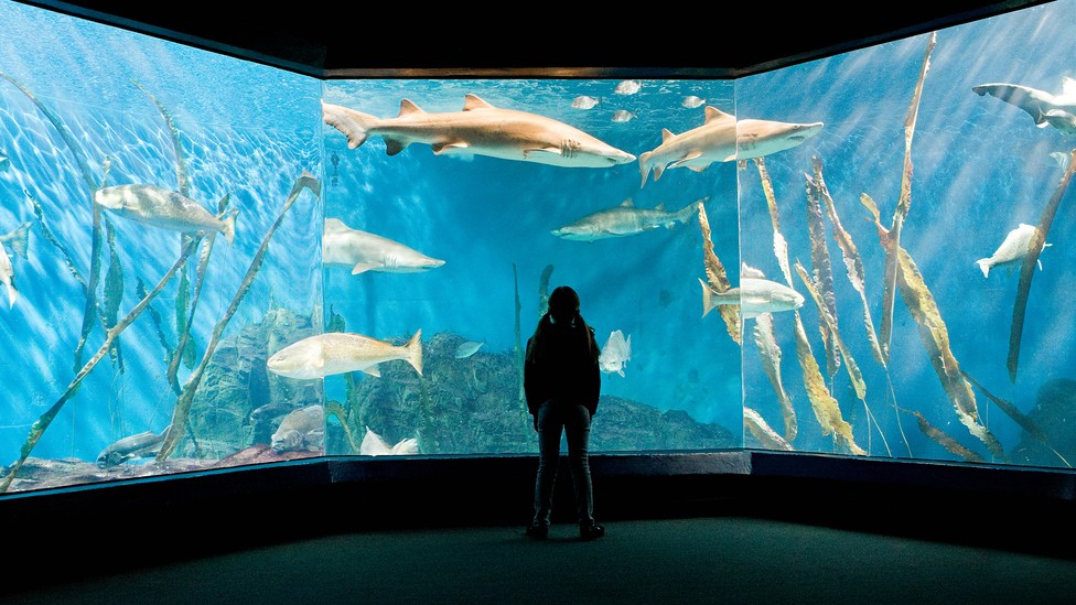 Are Fish Self-Aware? - The Atlantic