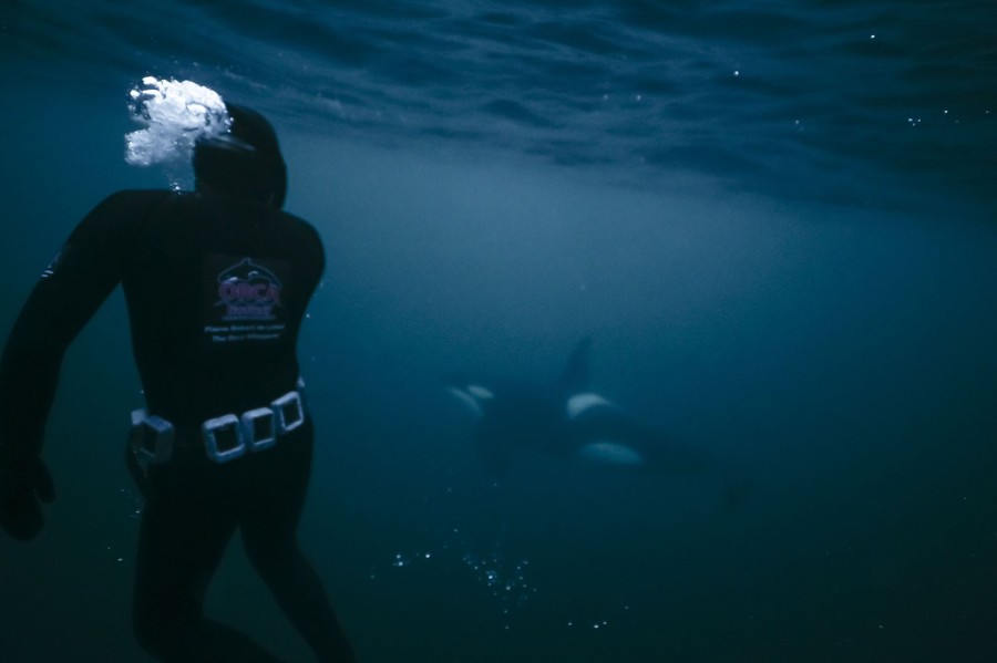 Photos: Swimming With Orcas in Norway - The Atlantic