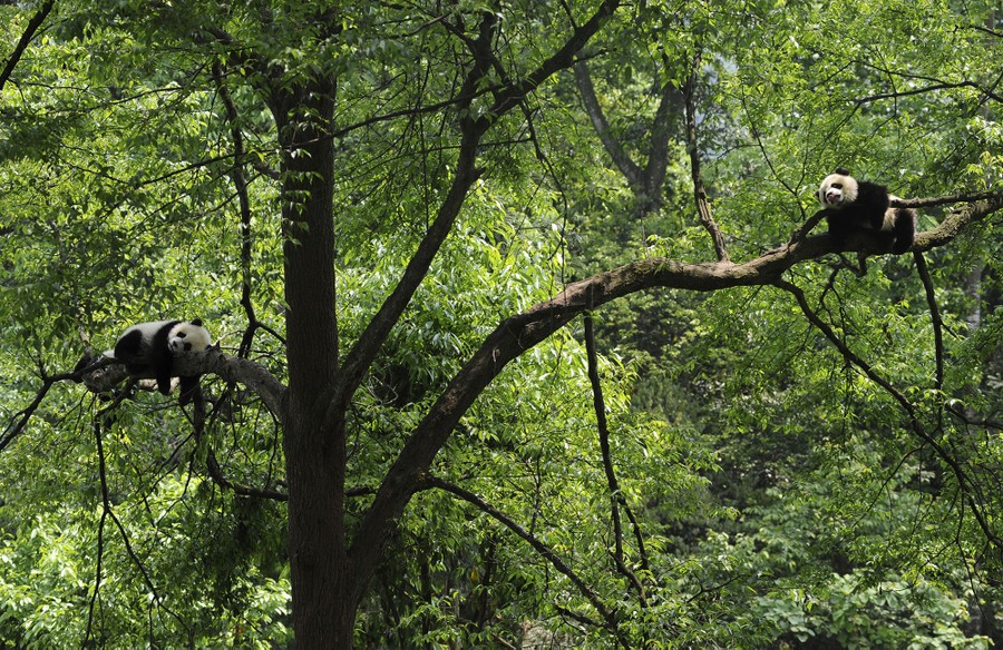 The Sichuan Giant Panda Bases and Sanctuaries - The Atlantic