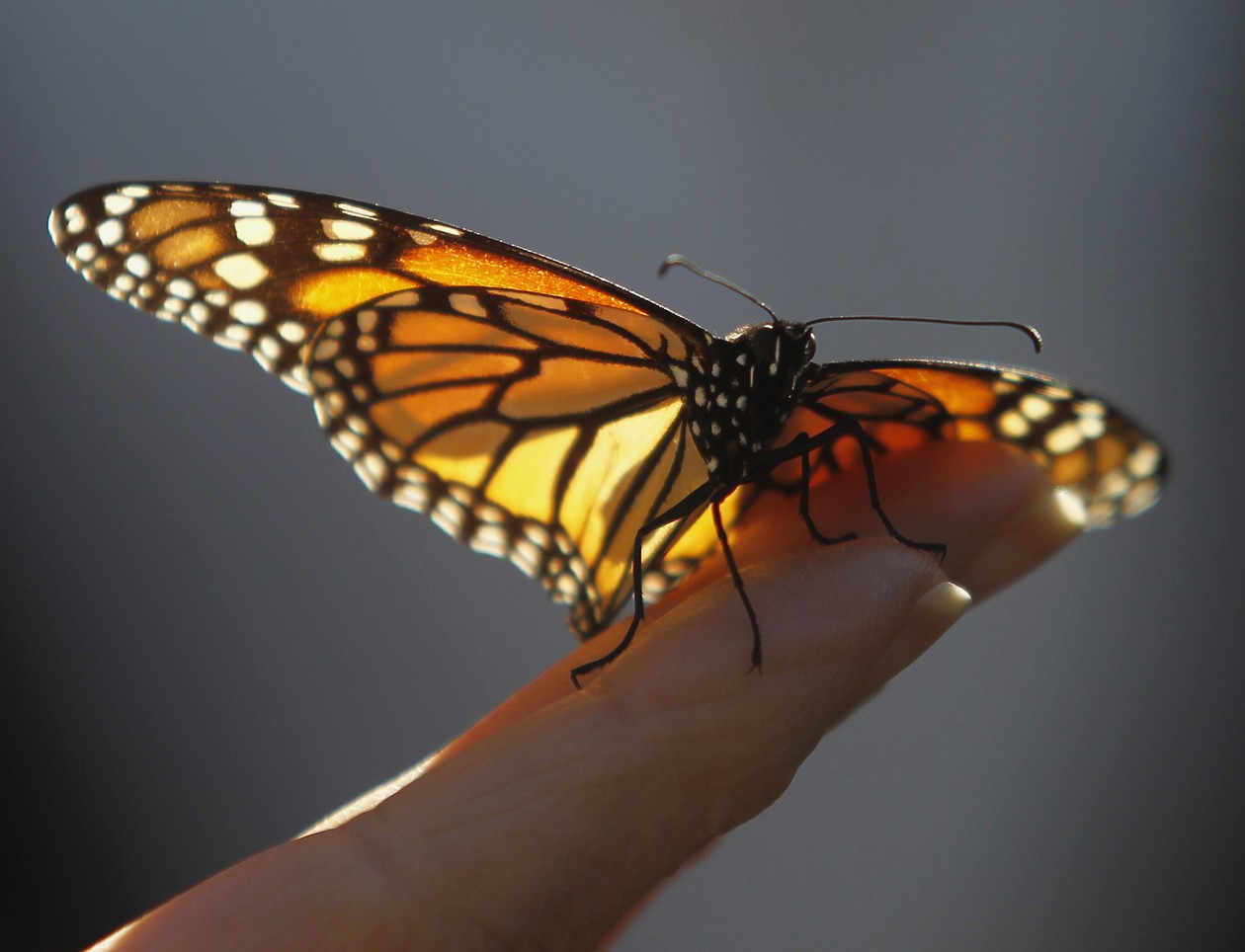 A Threat to the Monarch Butterflies' Migration to Mexico - The Atlantic