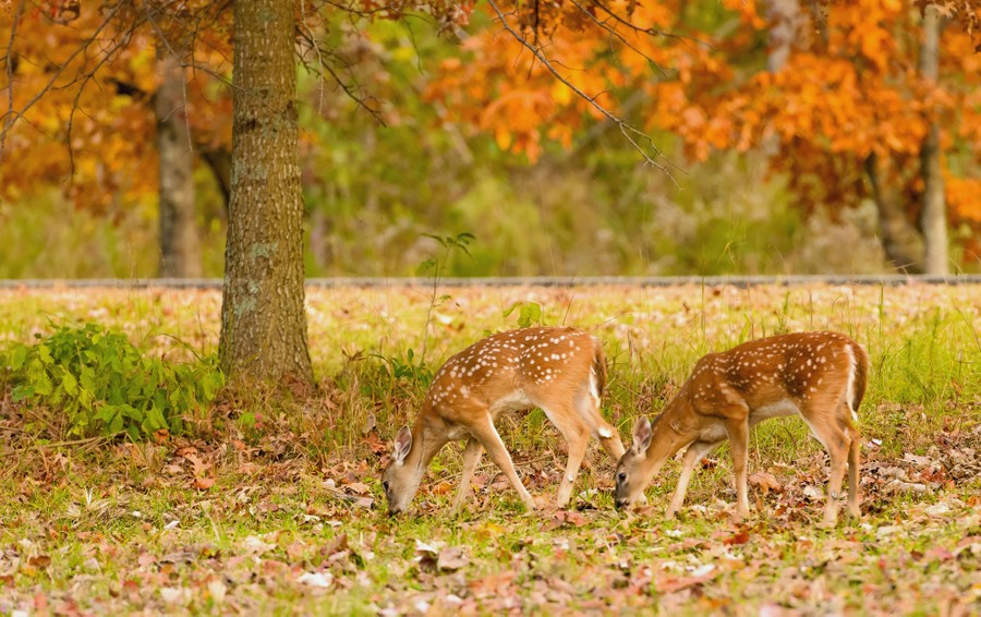 Alabama: Images of the Yellowhammer State - The Atlantic