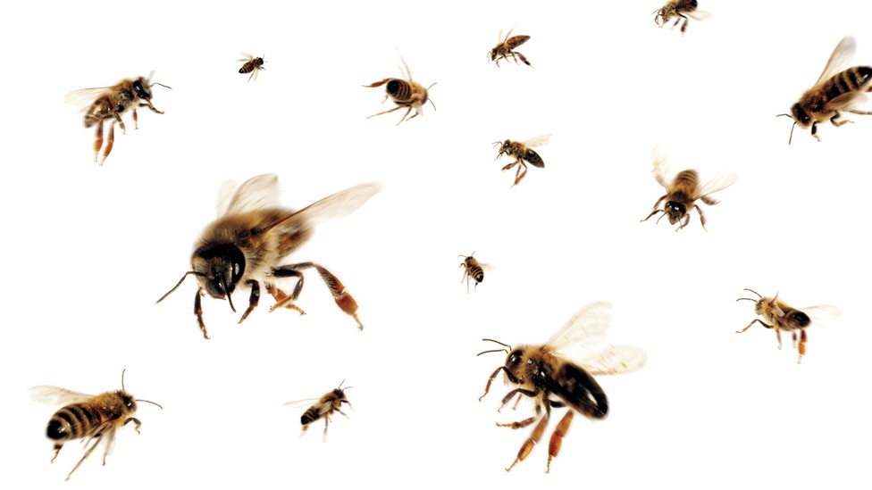 The Queen Bee’s Guide to Parenting - The Atlantic