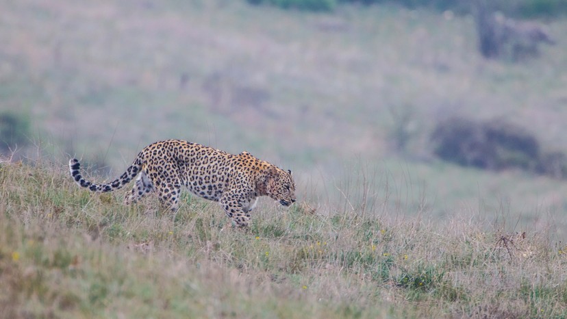 Tracking Persian Leopards in Iraq's Kurdish Mountains - The Atlantic