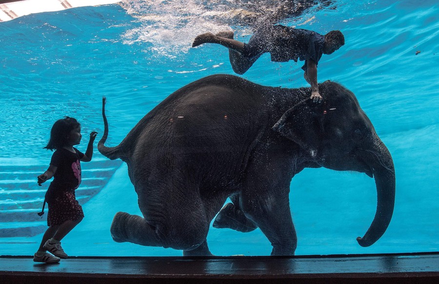 Baby Elephant In Pool