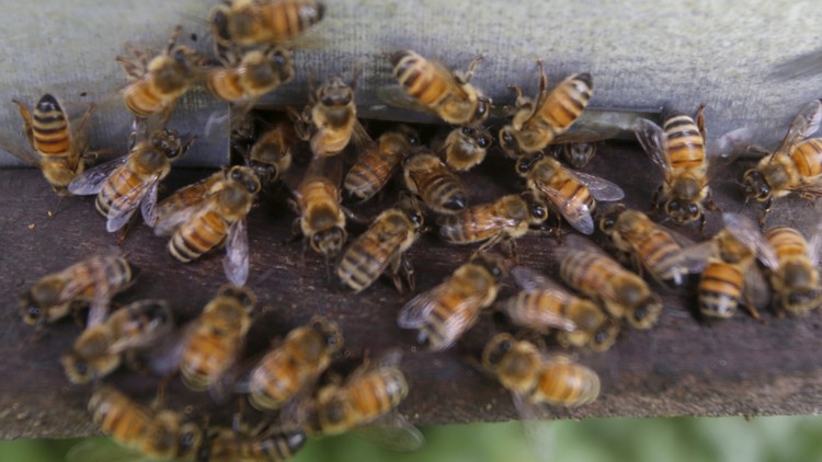 The Zombie Bee Apocalypse - The Atlantic