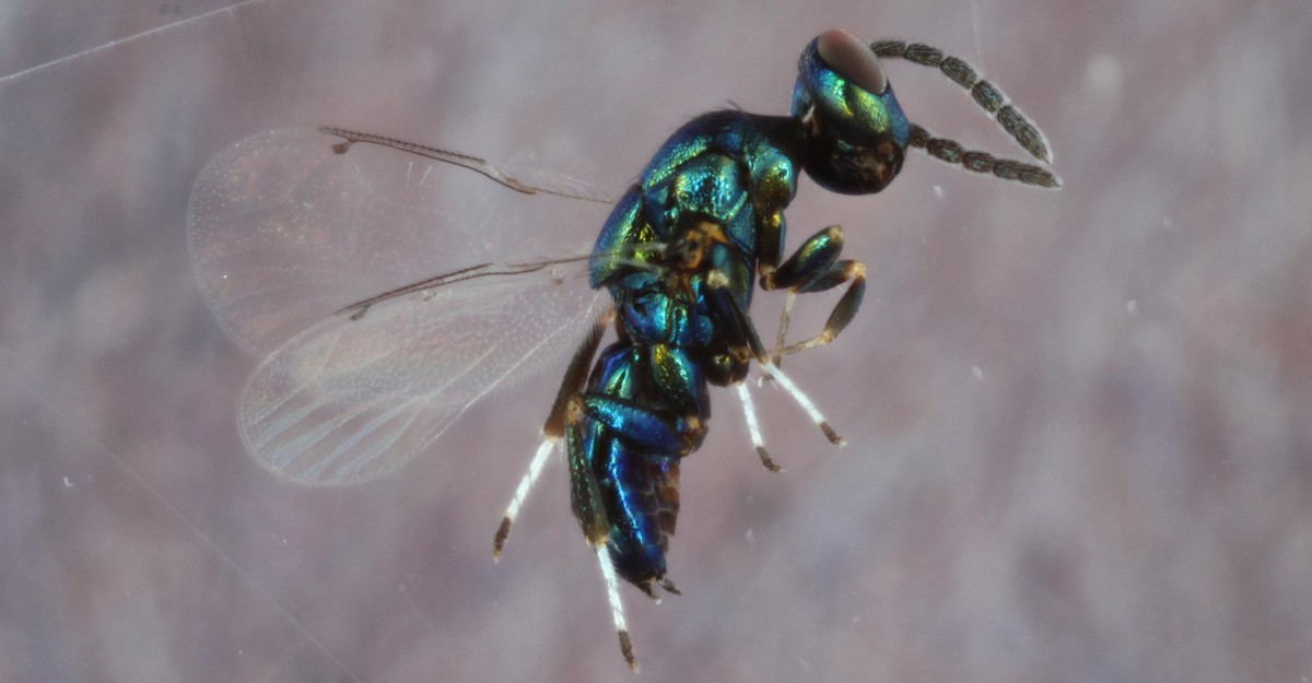 The Newly Discovered Crypt-Keeper Wasp is a Hyperparasite - The Atlantic