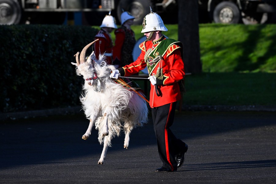 Photos of the Week: Regimental Goat, Reindeer Run, Orange Battle - The ...