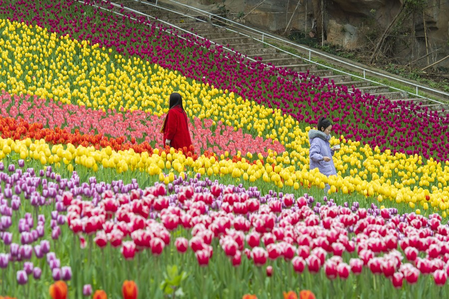 Photos: Spring in Bloom - The Atlantic