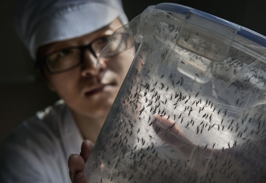 The World's Largest Mosquito Factory: Sun Yat-Sen University-Michigan ...