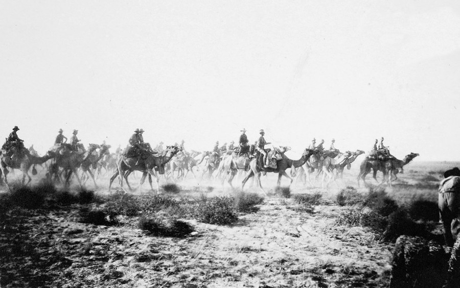 World War I in Photos: Animals at War - The Atlantic