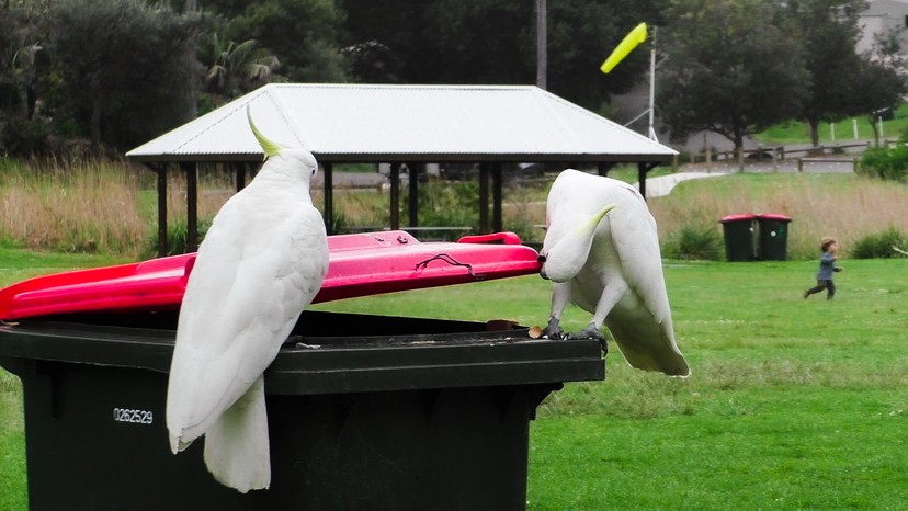 Australian Parrots Have Learned How to Open Trash Cans - The Atlantic