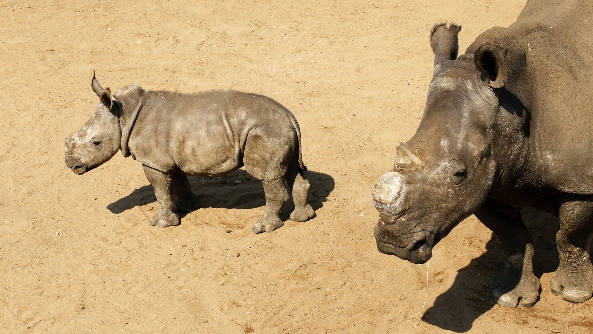 Making Rhino Horns Out of Stem Cells - The Atlantic