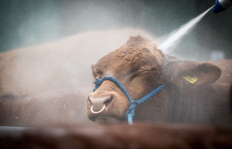 Here Are Pictures of More Cows - The Atlantic