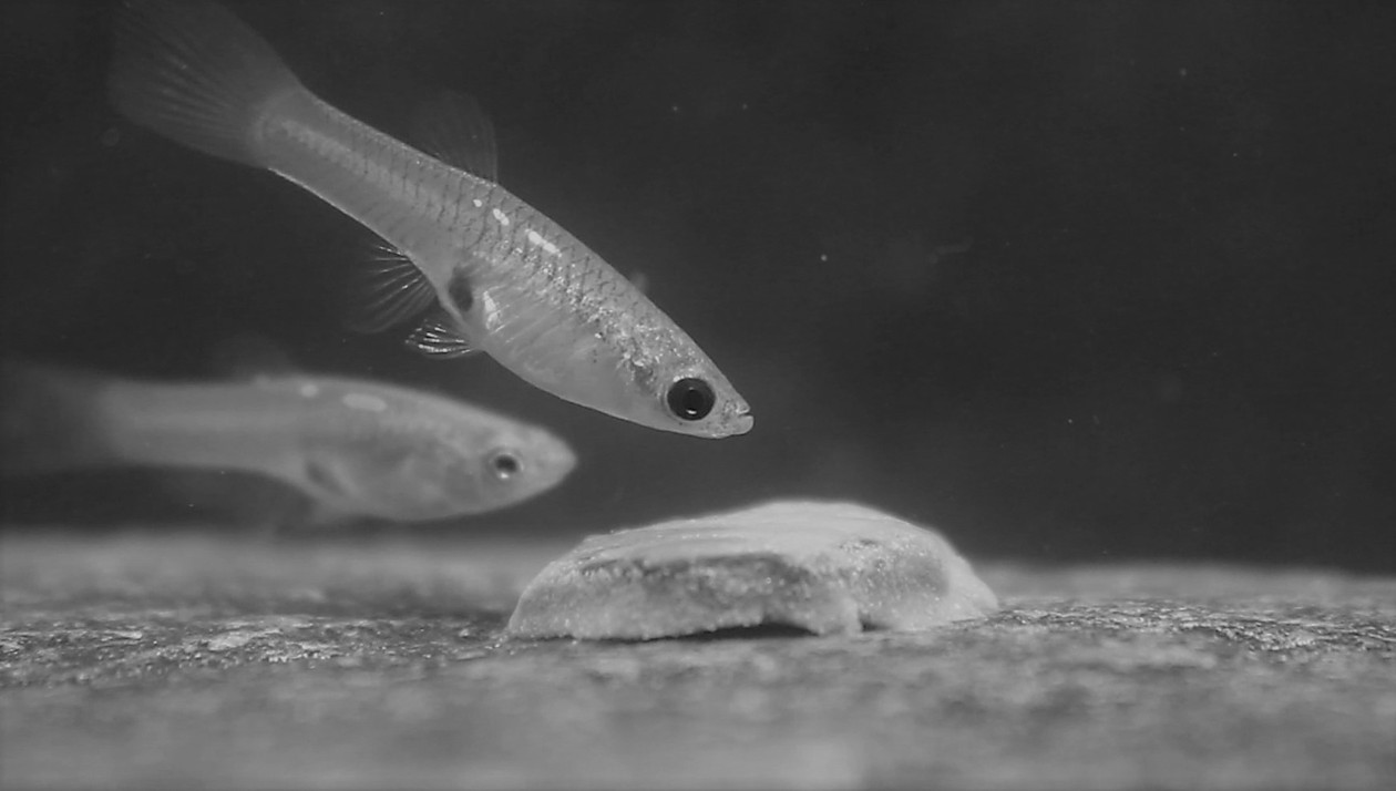 Guppy Fish Have Eyes That Turn Black When They Get Mad - The Atlantic