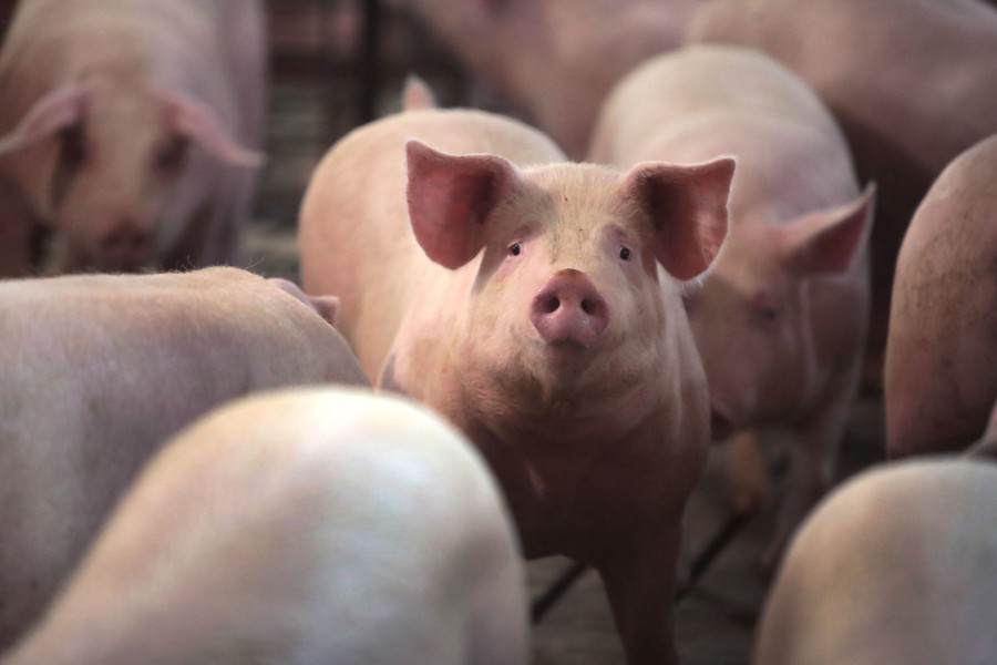 Photos: Animals During the Pandemic - The Atlantic