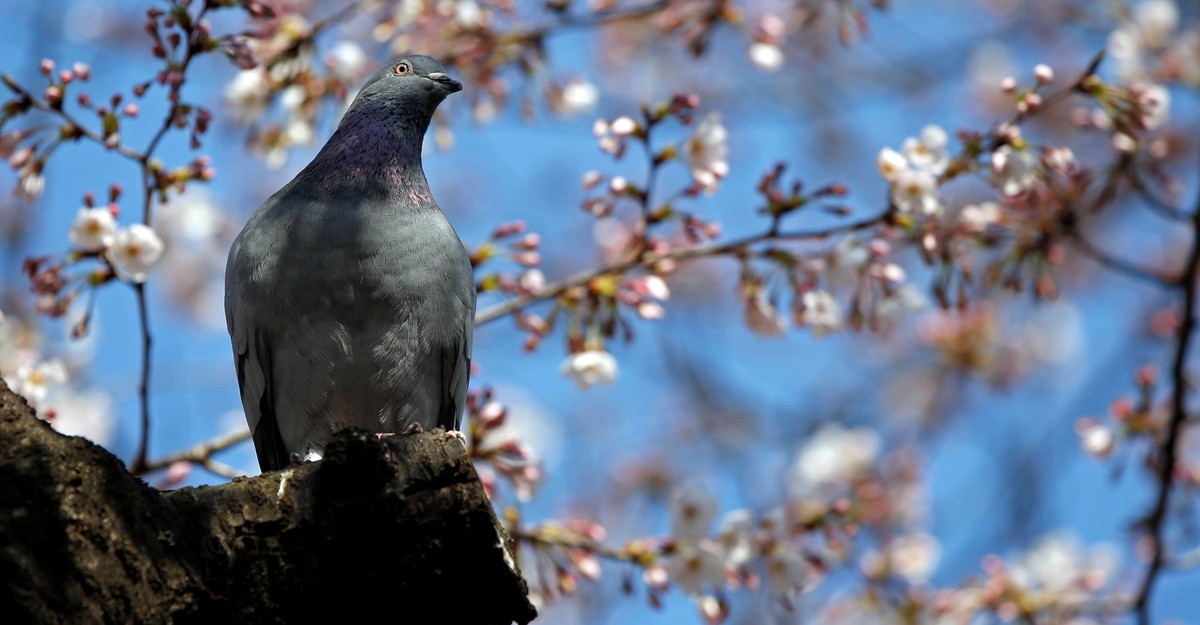 Is It Spring Yet? What Science Says About the Warm Weather - The Atlantic