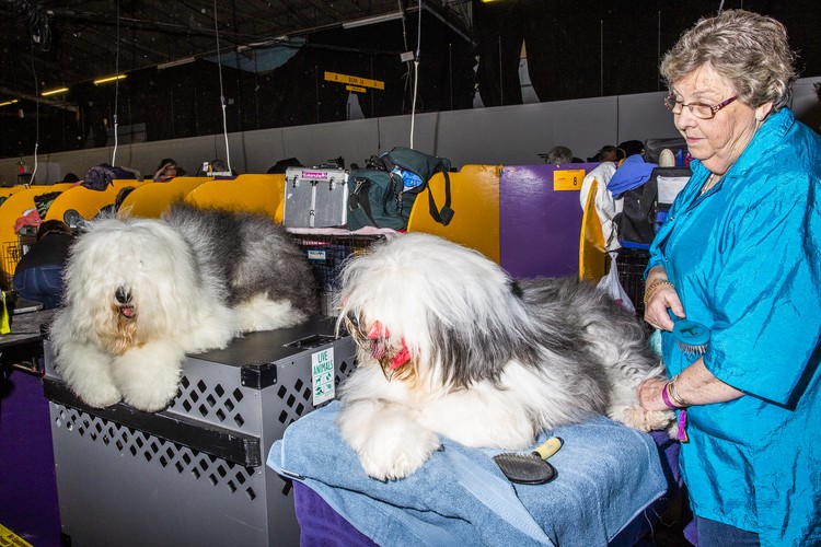 Backstage at the Westminster Dog Show - The Atlantic