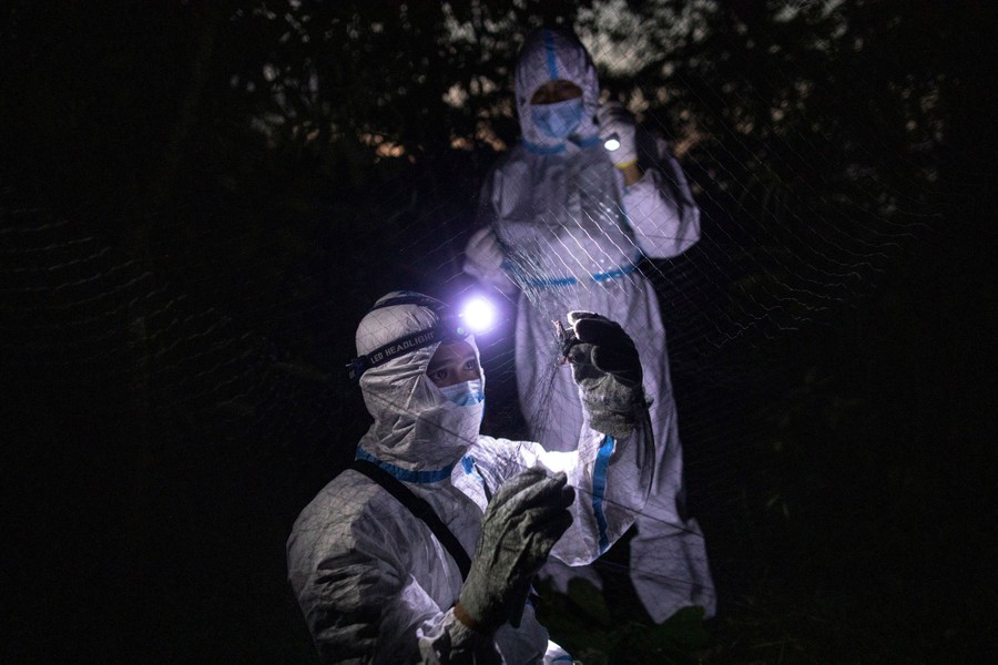Photos: Studying Bats With “Virus Hunters” in the Philippines - The ...