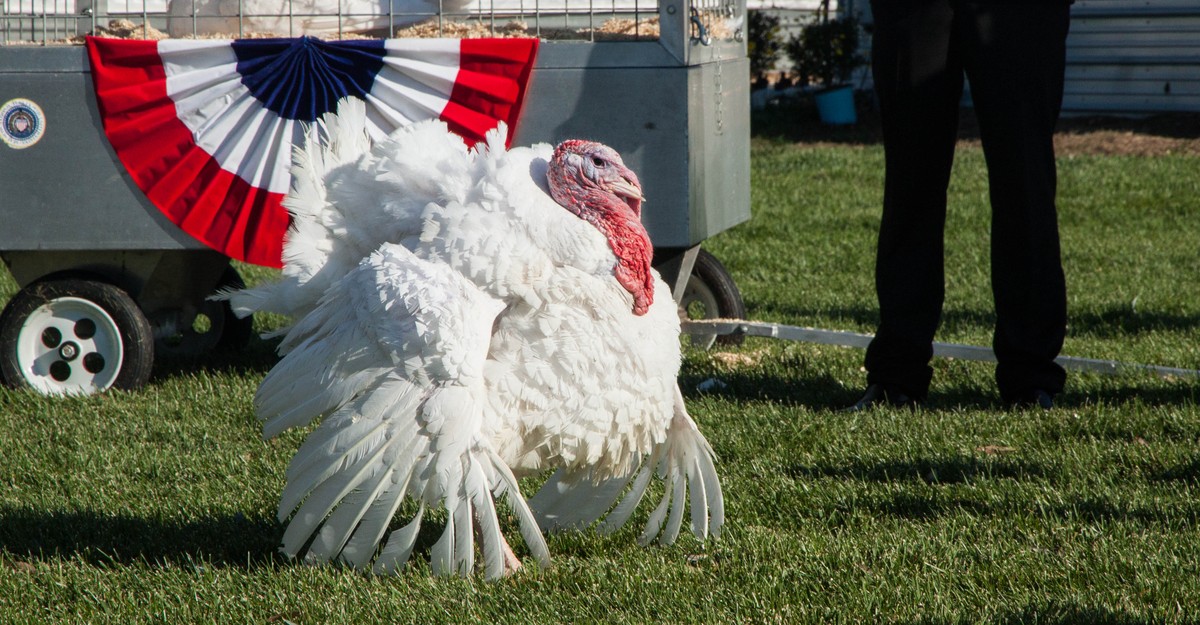 The Post-Pardon Life of the Presidential Thanksgiving Turkey - The Atlantic
