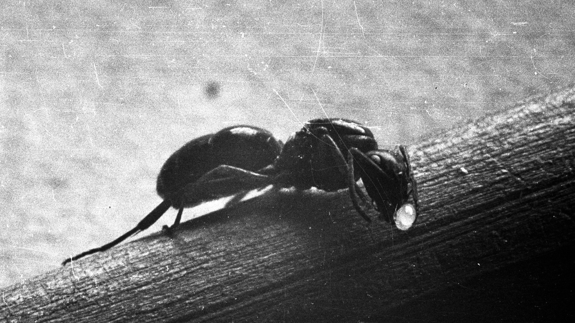 The Mystery of How Some Insects Live for Decades - The Atlantic