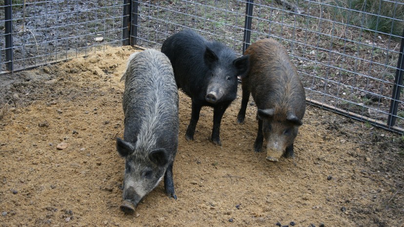 America's Wild Pigs Are 'Completely Out of Control' - The Atlantic