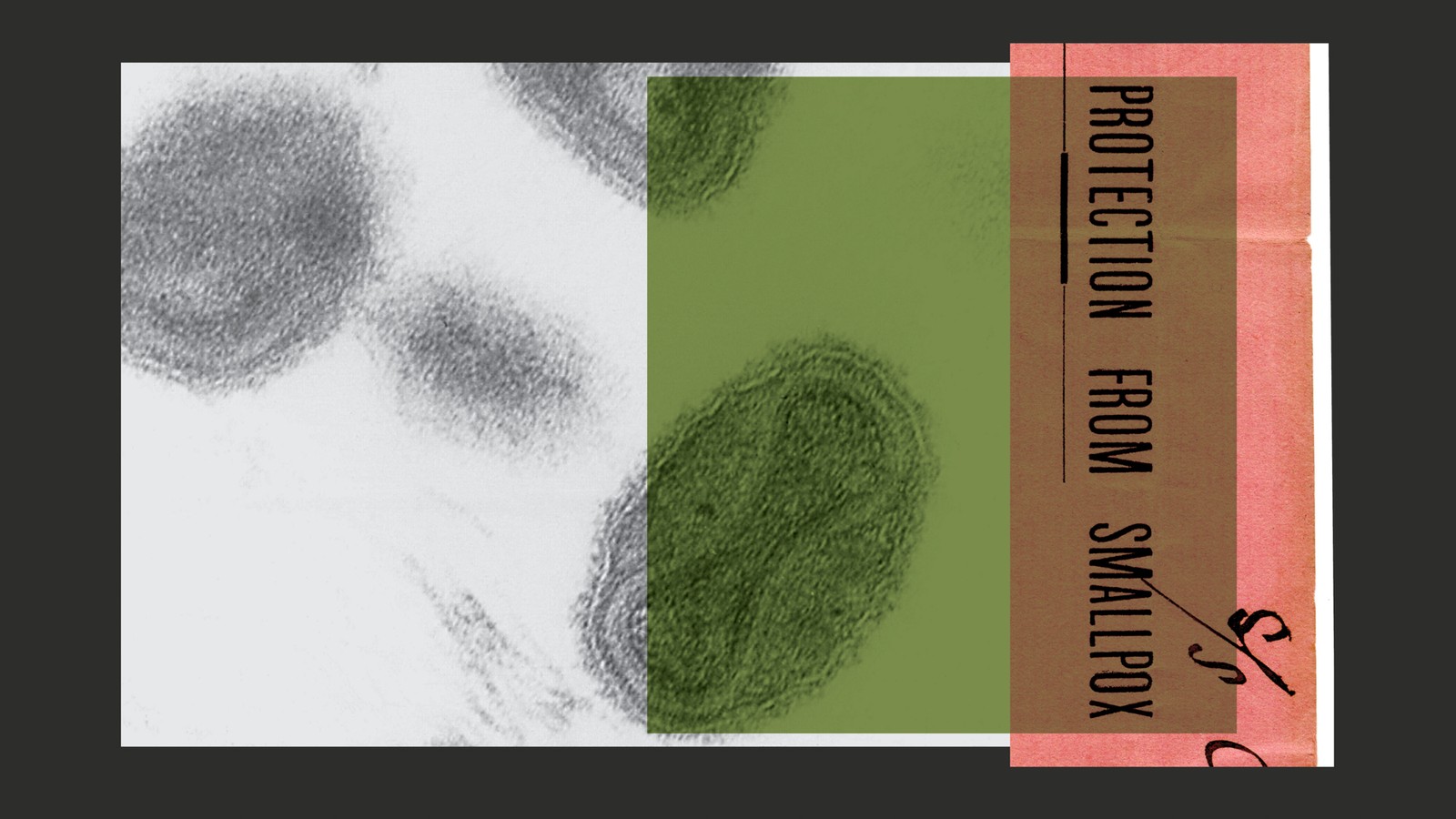 smallpox bacteria name