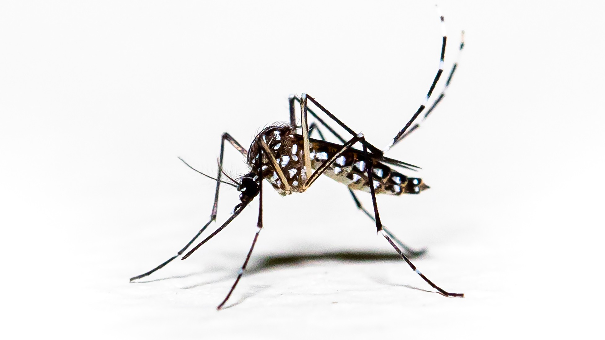 Dengue Mosquitoes Can Be Tamed by a Common Microbe - The Atlantic