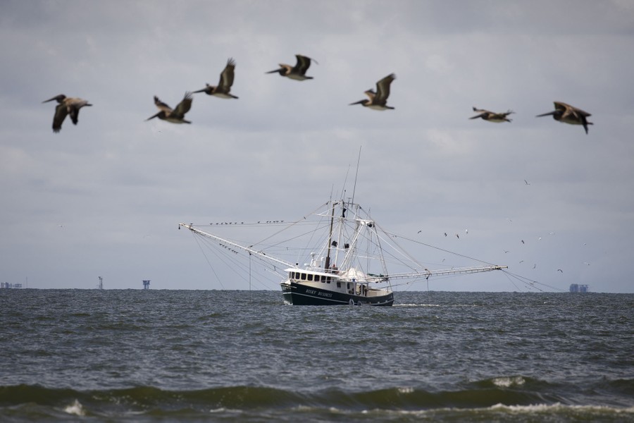 Louisiana: Images of the Pelican State - The Atlantic