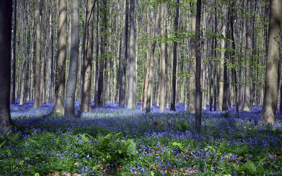 Photos of the Week: Burning Bull, Blue Forest, Olympic Flame - The Atlantic