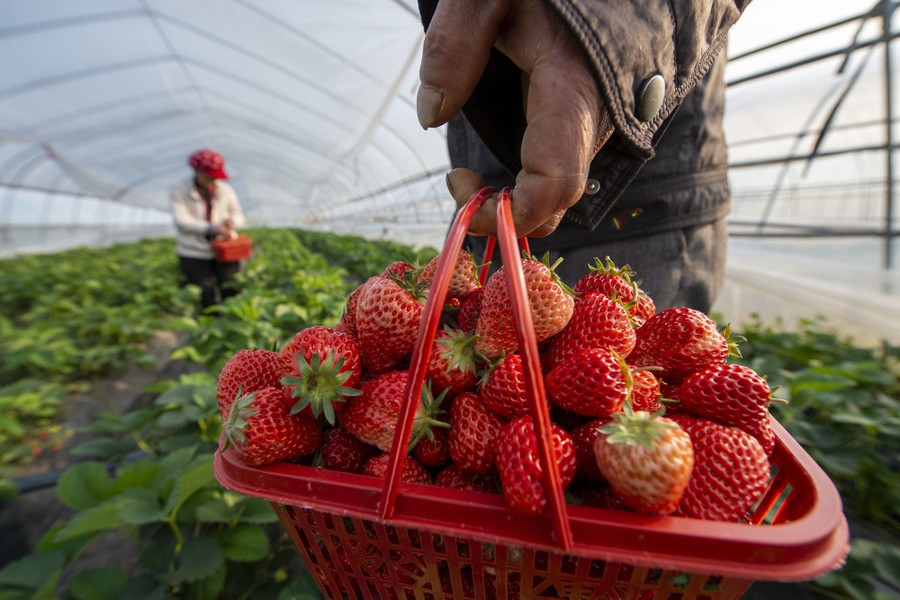 Photos: The Essential Work of Farmers - The Atlantic
