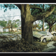 photo of debris-strewn front lawn with huge tree and car with crumpled hood angled on sidewalk next to it