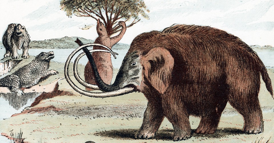What Frozen Woolly Mammoth Meat Tastes Like - The Atlantic