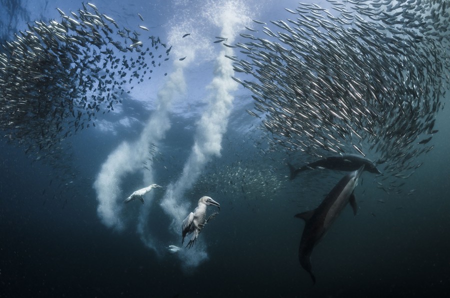 Winners of the 2016 National Geographic Nature Photographer of the Year ...