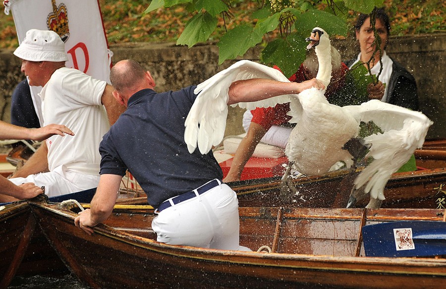 Swan Upping on the River Thames - The Atlantic