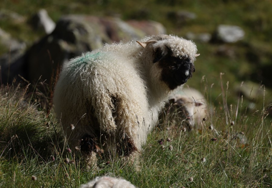 Photos: A Traditional Swiss Sheep Drive in a Changing World - The Atlantic