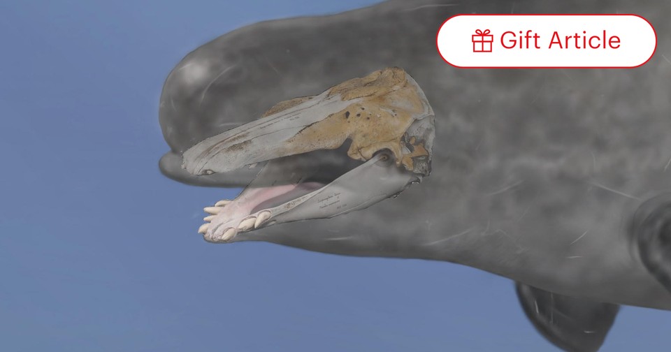 are narwhals going extinct