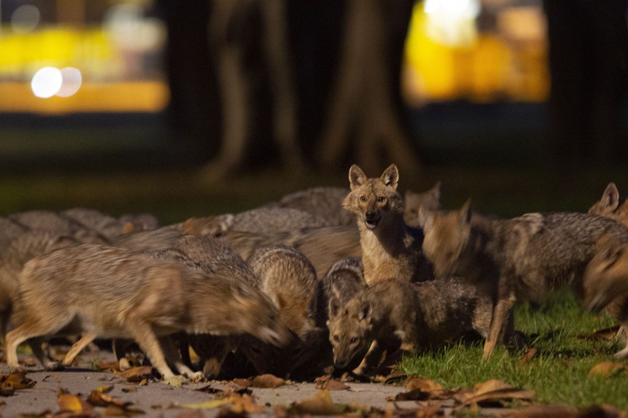Photos: Jackals Roam Through a Quiet Tel Aviv Park - The Atlantic