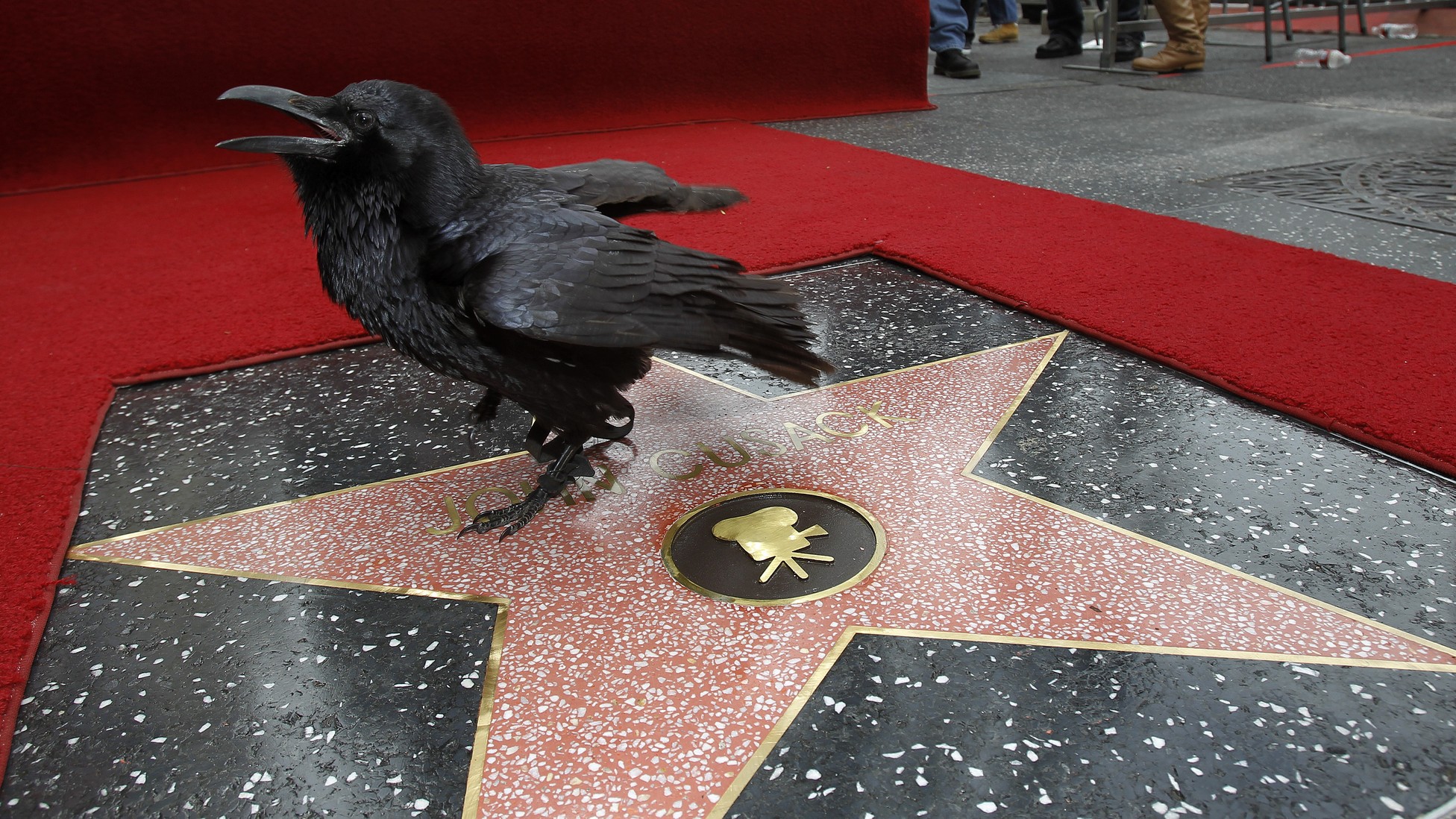 Ravens Can Plan for the Future - The Atlantic