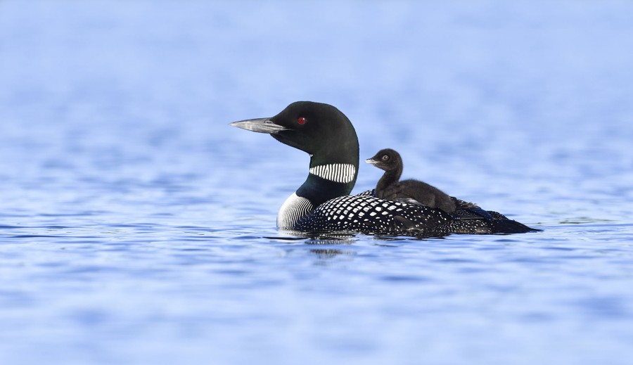 For Earth Day, a Photo Appreciation of Birds - The Atlantic