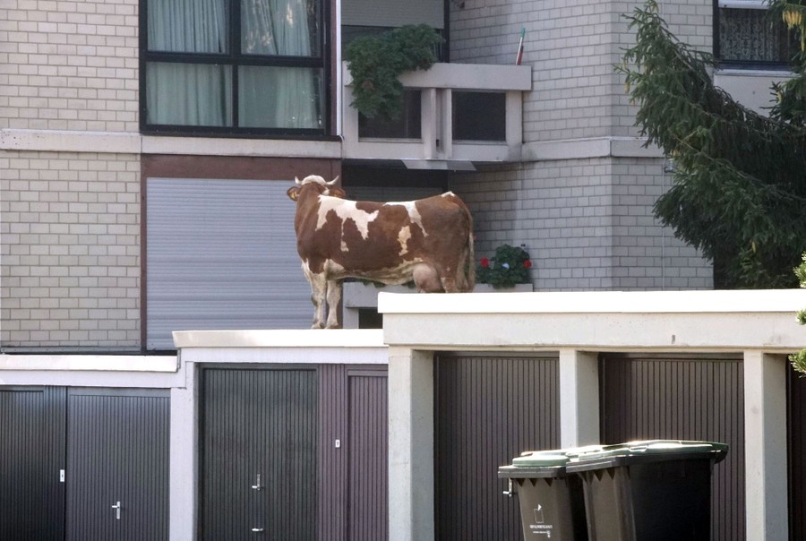 Here Are Pictures of More Cows - The Atlantic